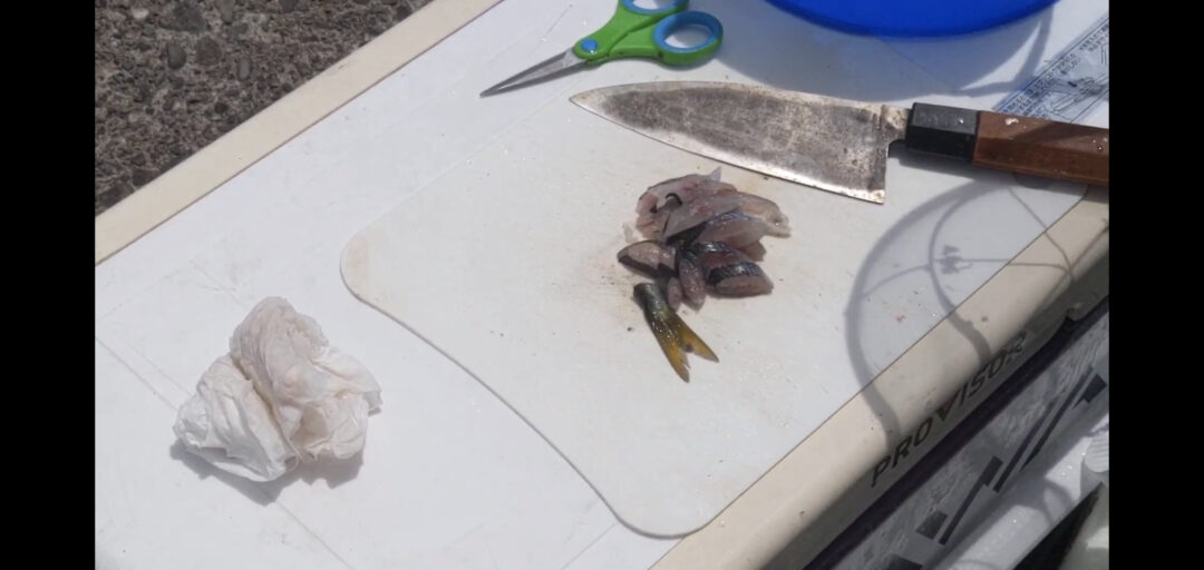 東京限定高級魚「タカベ」は釣りたてを現地食いが最高ですね | 野食ハンマープライス