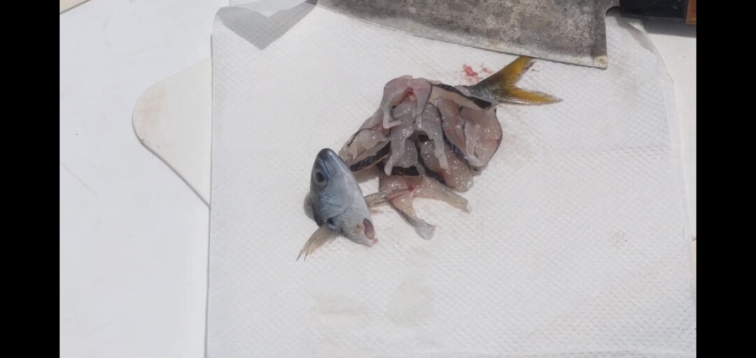 東京限定高級魚「タカベ」は釣りたてを現地食いが最高ですね | 野食ハンマープライス