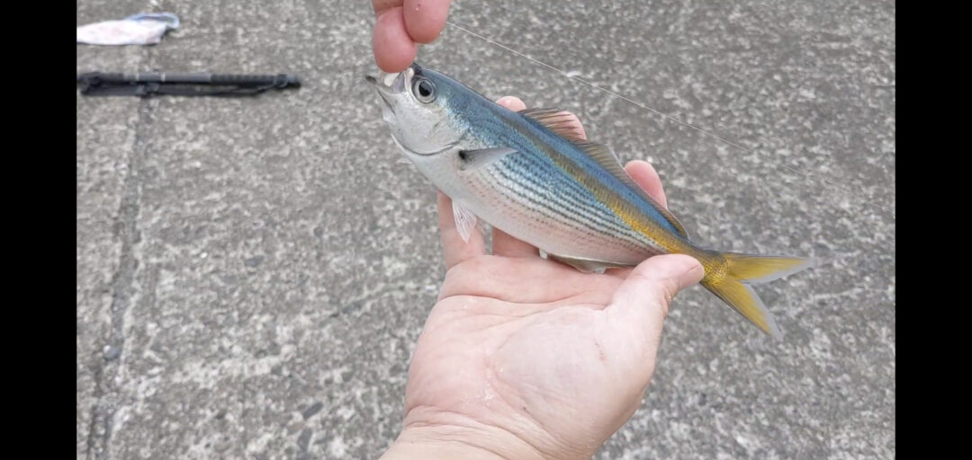 東京限定高級魚「タカベ」は釣りたてを現地食いが最高ですね | 野食ハンマープライス